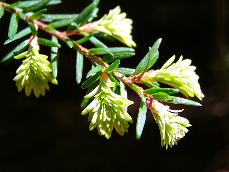 Tree of Life: Western Hemlock